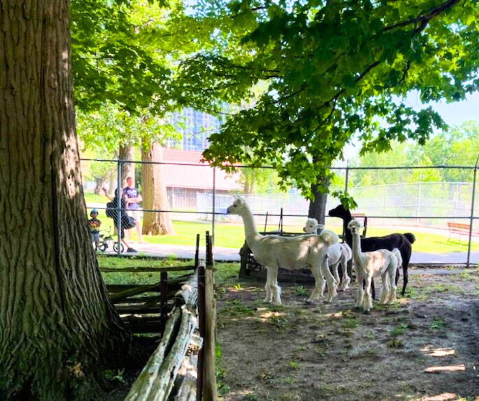 History of animals and Eby Farm | Eby Farmstead | EngageWR